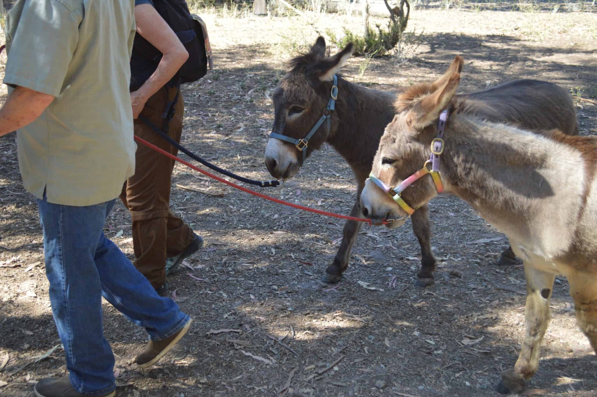 How to volunteer – Barron Park Donkeys